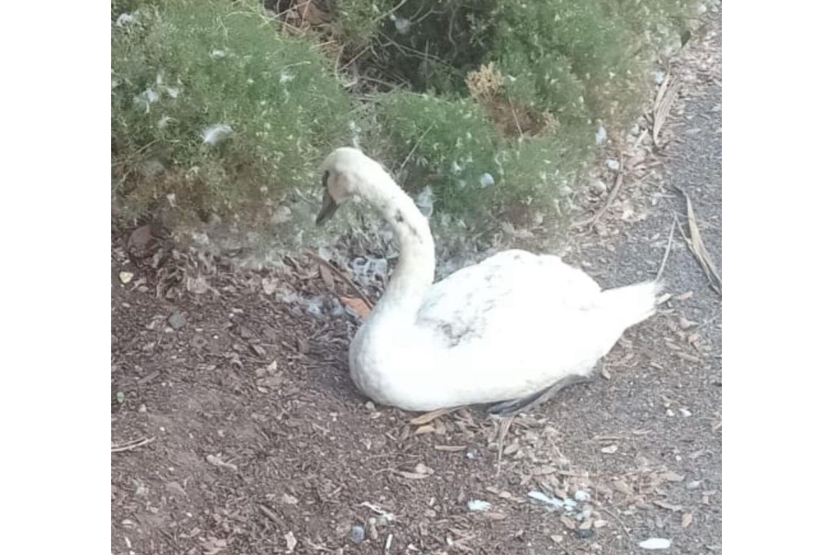 Police enquiries ongoing after swan beaten to death by children