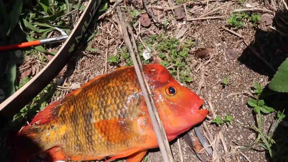Hunting Massive Invasive Goldfish with a Bow - Wild Pond Action