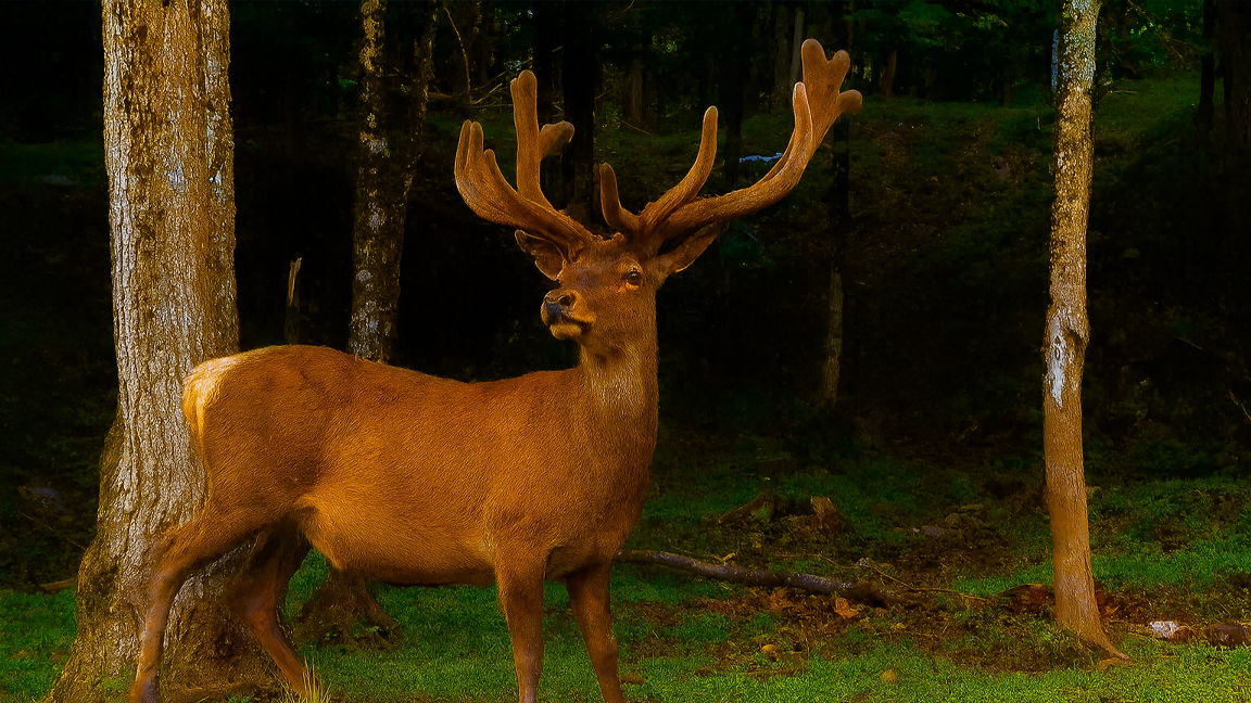 The Wild as It Is – True Unscripted Moments in 4K