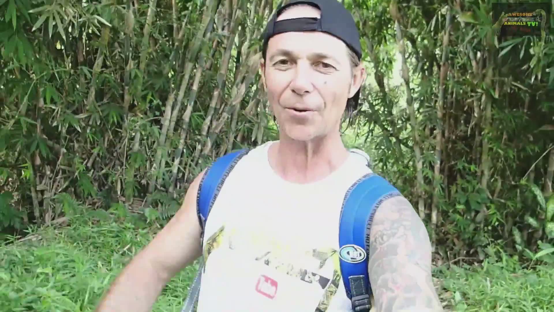 Hunting the mega king cobra | World's largest venomous snake