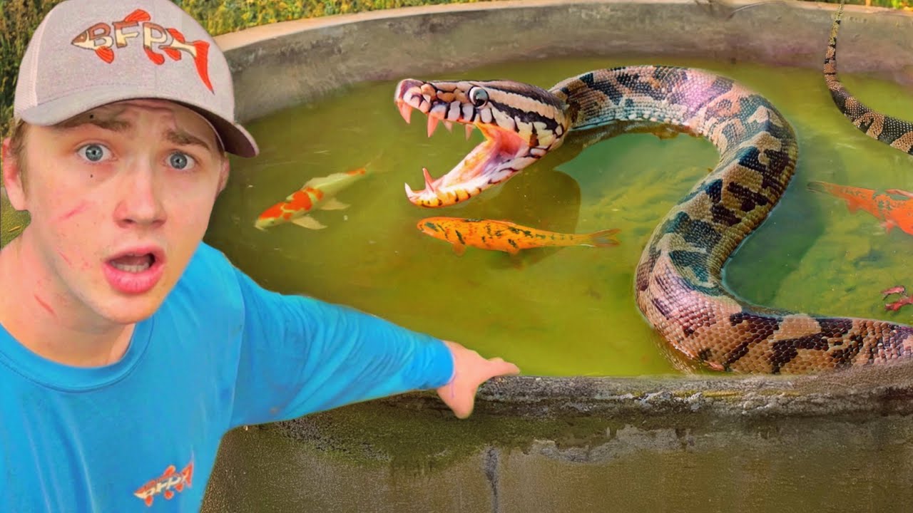 Predator Strikes - Deadly Snake Caught Eating Our Fish