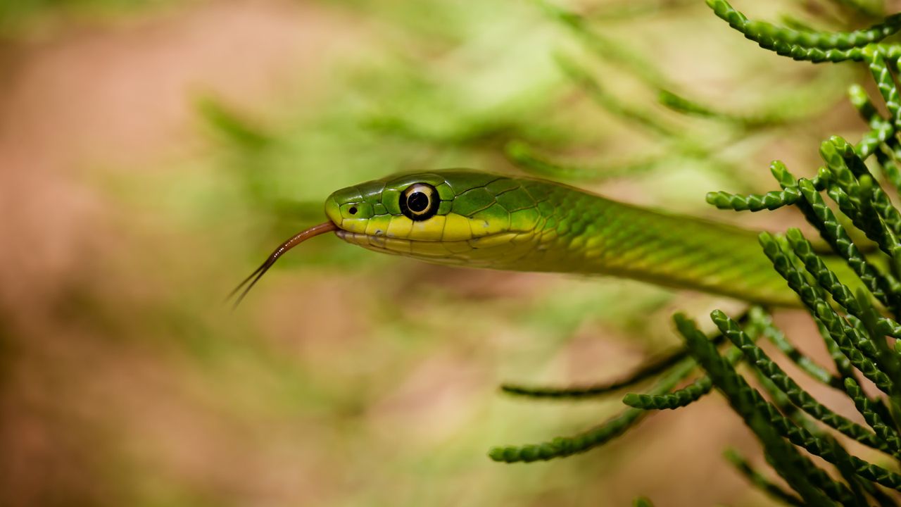 Snakes in your yard? Here's what it says about your garden (plus ...