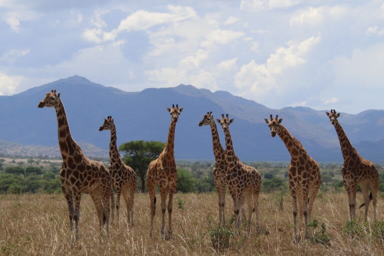 Giraffe is now officially four species