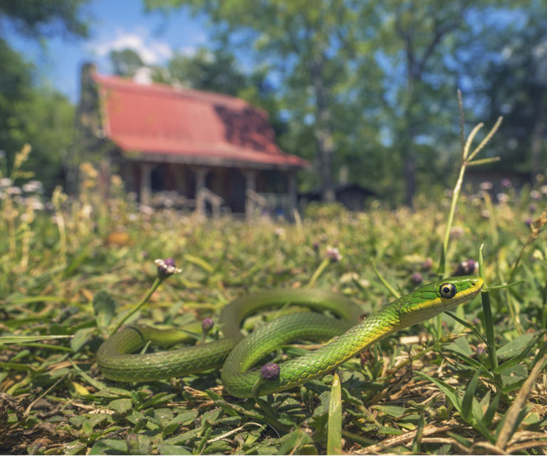 Snakes in your yard? Here's what it says about your garden (plus ...