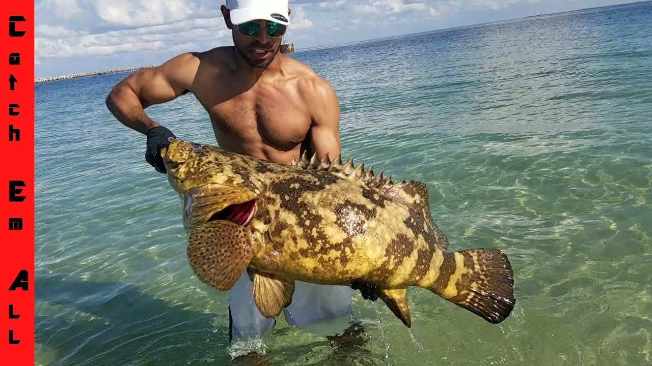 Walking My Giant Fish Between Wild Dolphins - Unbelievable Encounter