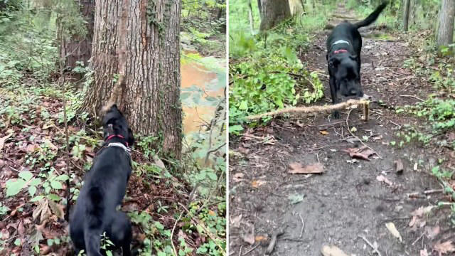 Dog owner shares wholesome video of 'arborist' pet ripping out harmful ...