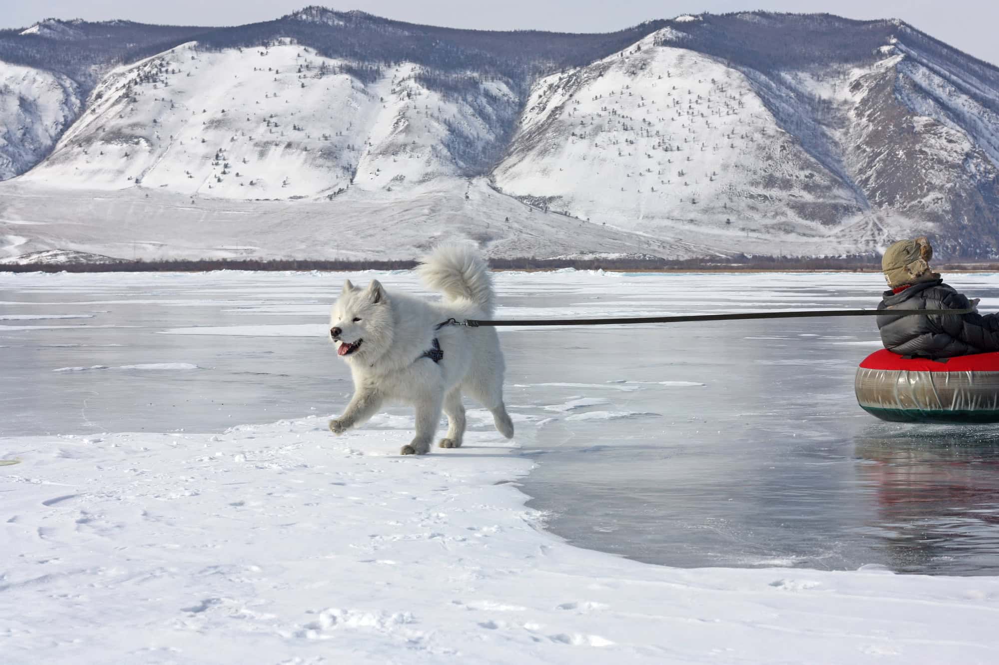 21 dog breeds so good with kids, they’re practically babysitters