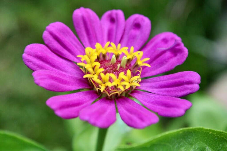 Zinnias in Every Color of the Rainbow—See Them All Here!
