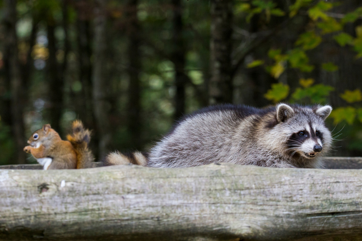 World Famous Squirrel's Owners Sue New York for $10 Million