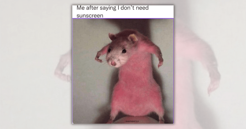 A Smol Selection of 19 Tiny Animal Memes That Are Short in Stature But ...