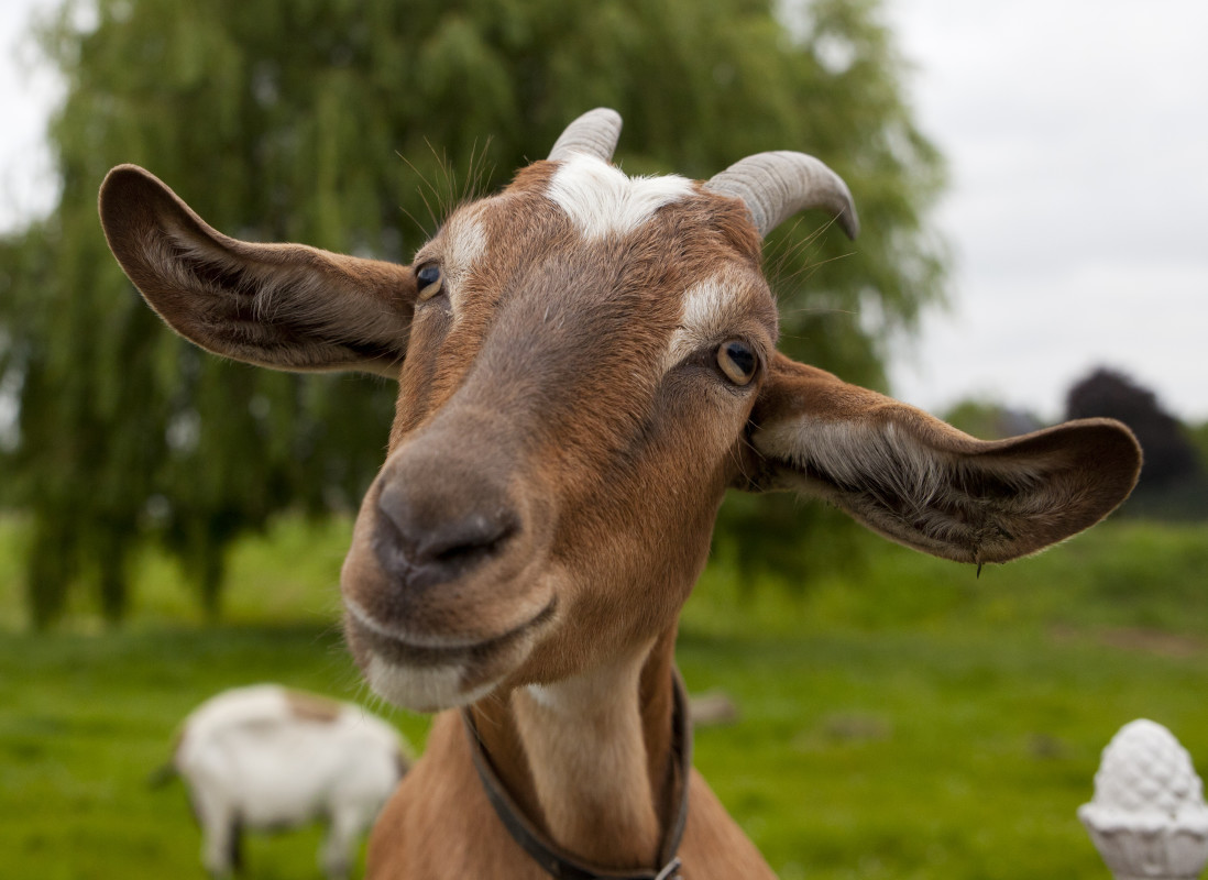 Goats for Hire Provide Epic Next-Level Natural Lawn Care Solution