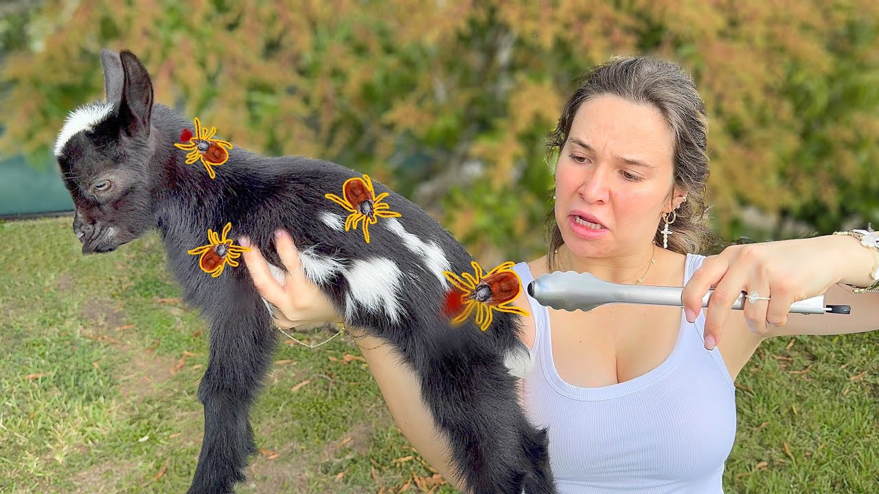 From suffering to safe: Baby goat rescue
