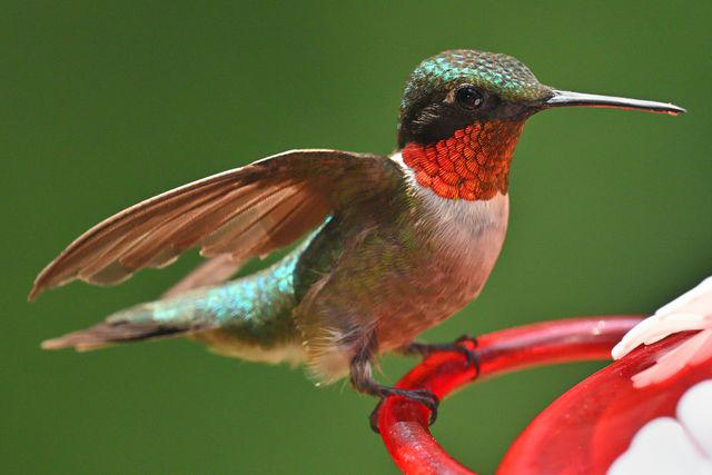 The Fall Hummingbird Migration Has Started—See When They’ll Arrive in ...