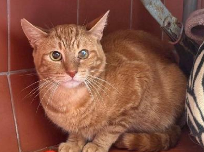 16 adorable cats and dogs at Merseyside RSPCA centres searching for ...