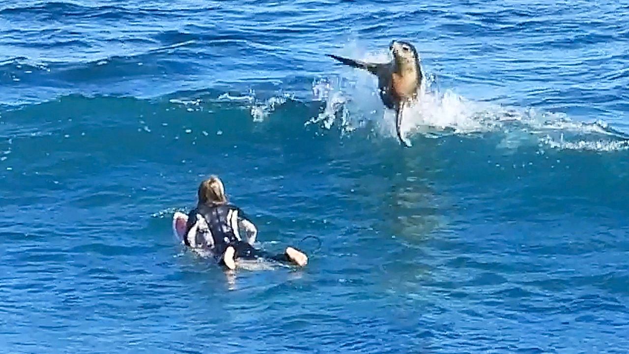 Playful sea lion claps at surfer in Australia