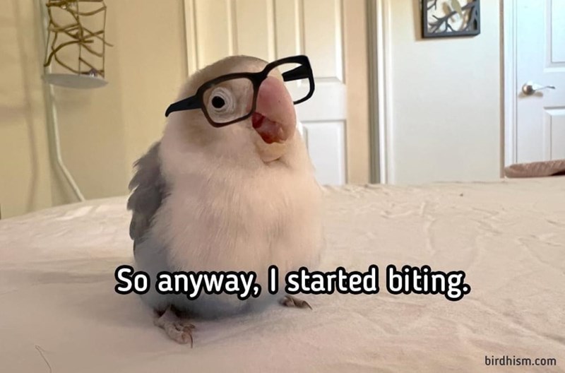 A Smol Selection of 19 Tiny Animal Memes That Are Short in Stature But ...