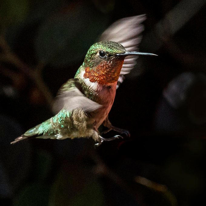 How Fast Do Hummingbirds Fly and Flap Their Wings?