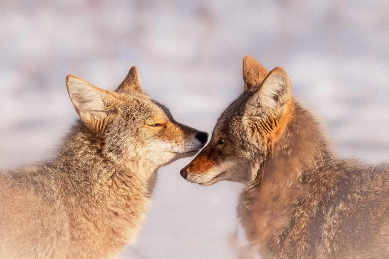 Social bonds in coyotes: How they mate for life and grieve their loss