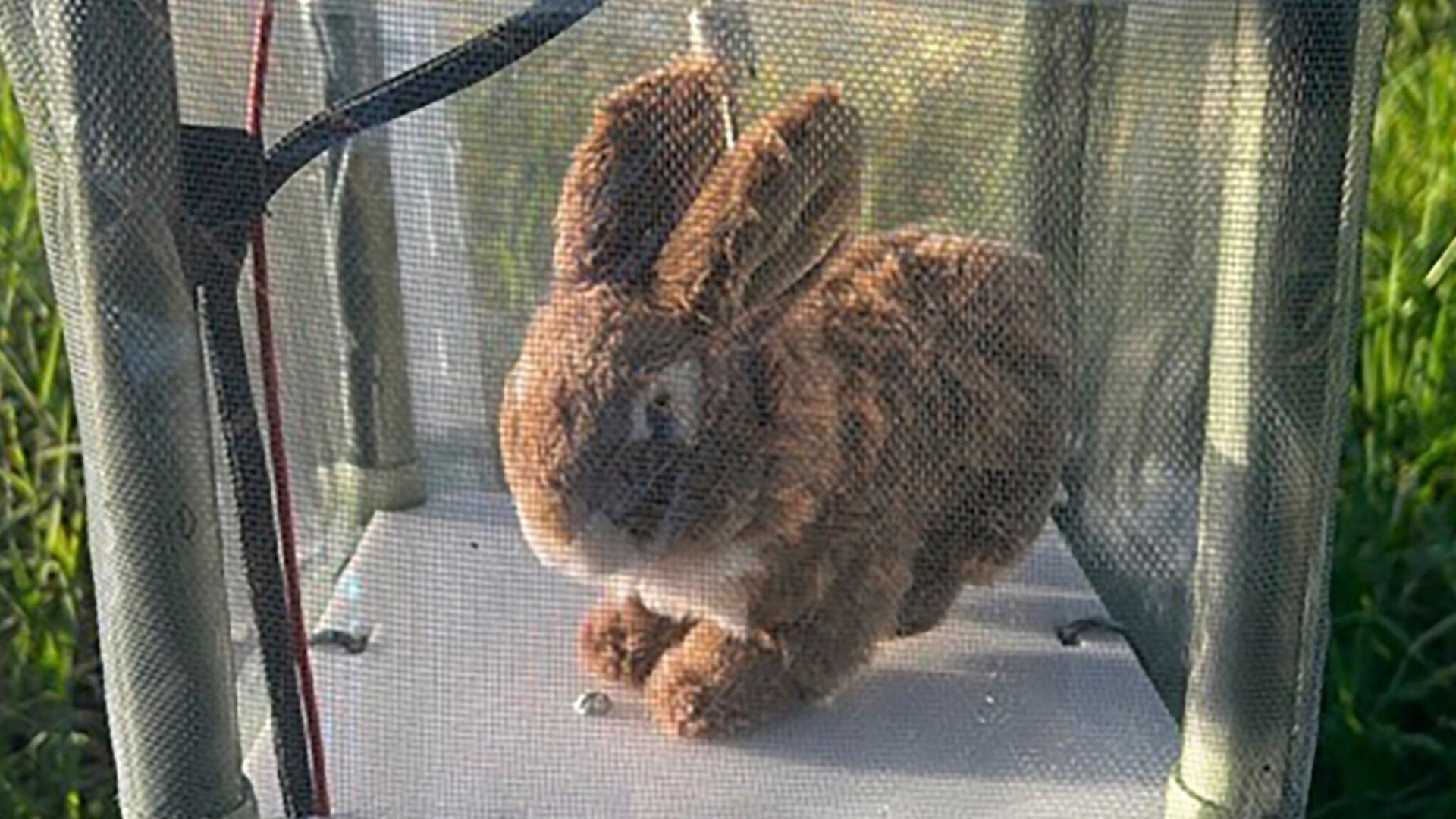 Robotic rabbits take on invasive pythons in Florida