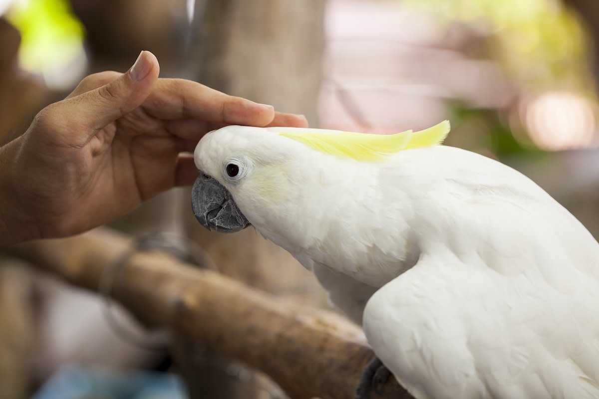 Cockatoo's Beautiful Glow-Up After Experiencing Love Will Have Anyone ...