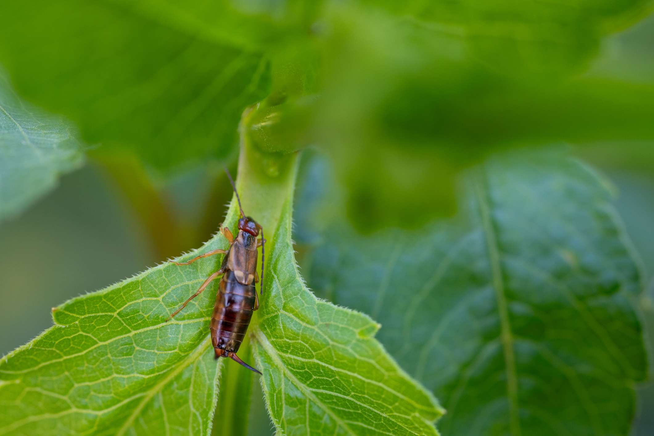 How to Get Rid of Earwigs in Your Home and Garden, According to Pest ...