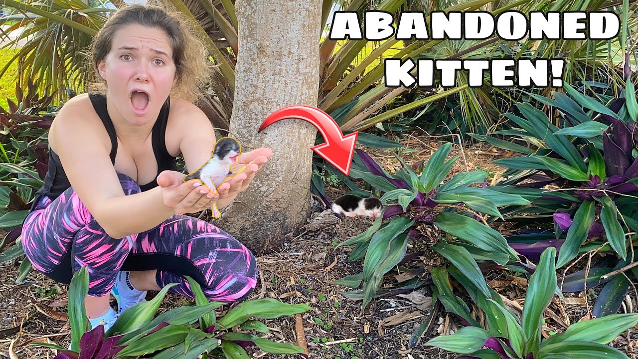 Rescuing a Day-Old Kitten Left to Die