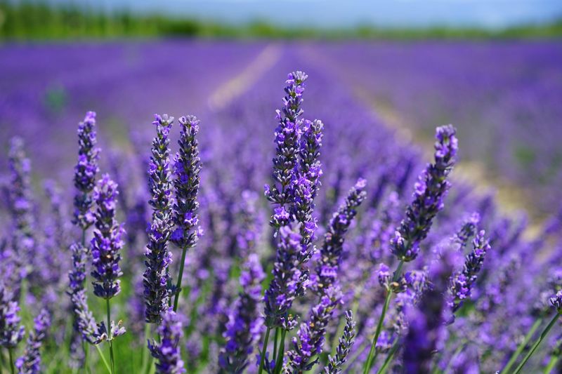 Plants That Naturally Repel Rabbits And Protect Your Garden