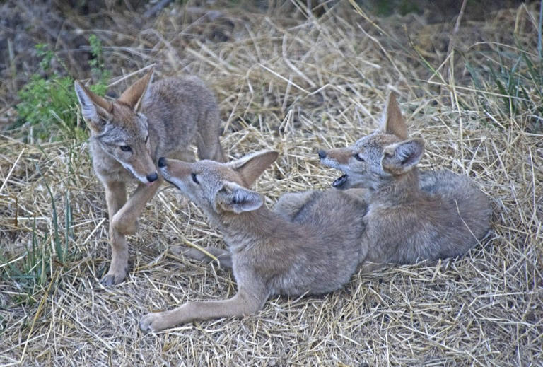 Half a Million Coyotes Are Killed Each Year. Project Coyote Wants That ...