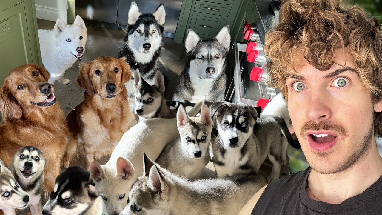 A Day in the Life of a Household with Fifteen Dogs