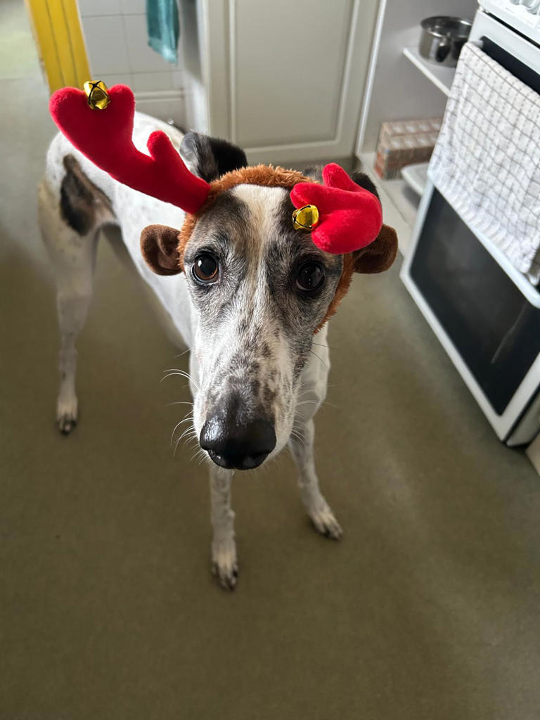 These 30 cute dogs at Holly Hedge Animal Sanctuary looking for homes in ...