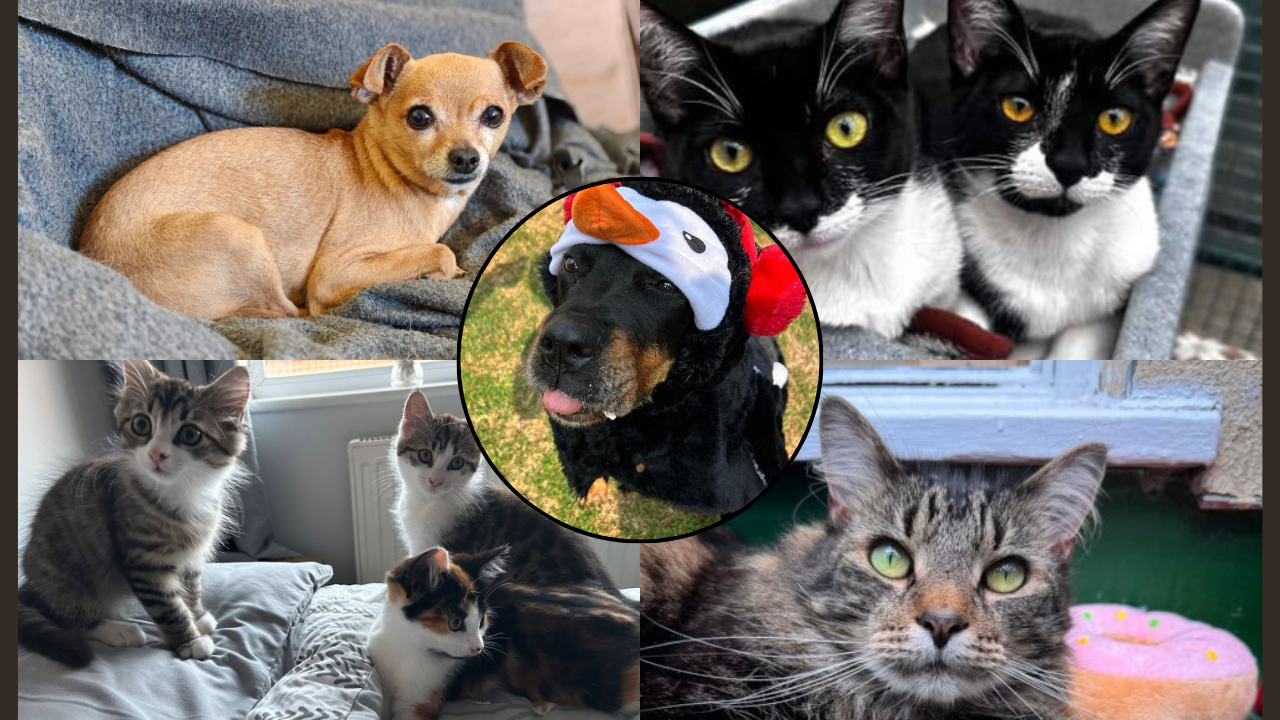 Meet 15 sweet cats and dogs at Holly Hedge Animal Sanctuary looking for ...