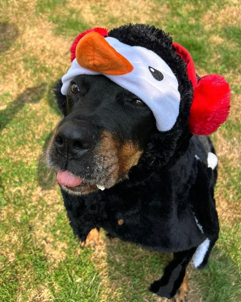 Meet 15 sweet cats and dogs at Holly Hedge Animal Sanctuary looking for forever homes in Bristol