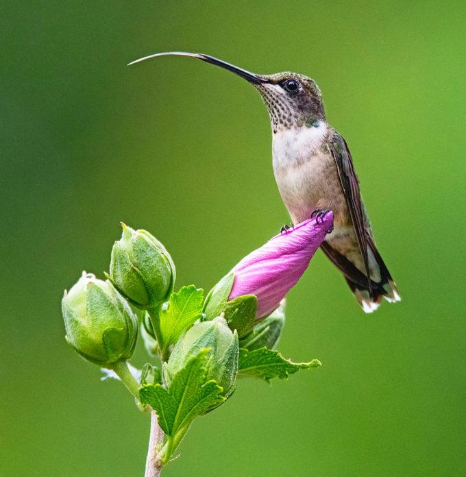 If You See Mold on Your Hummingbird Feeder, This Is What to Do