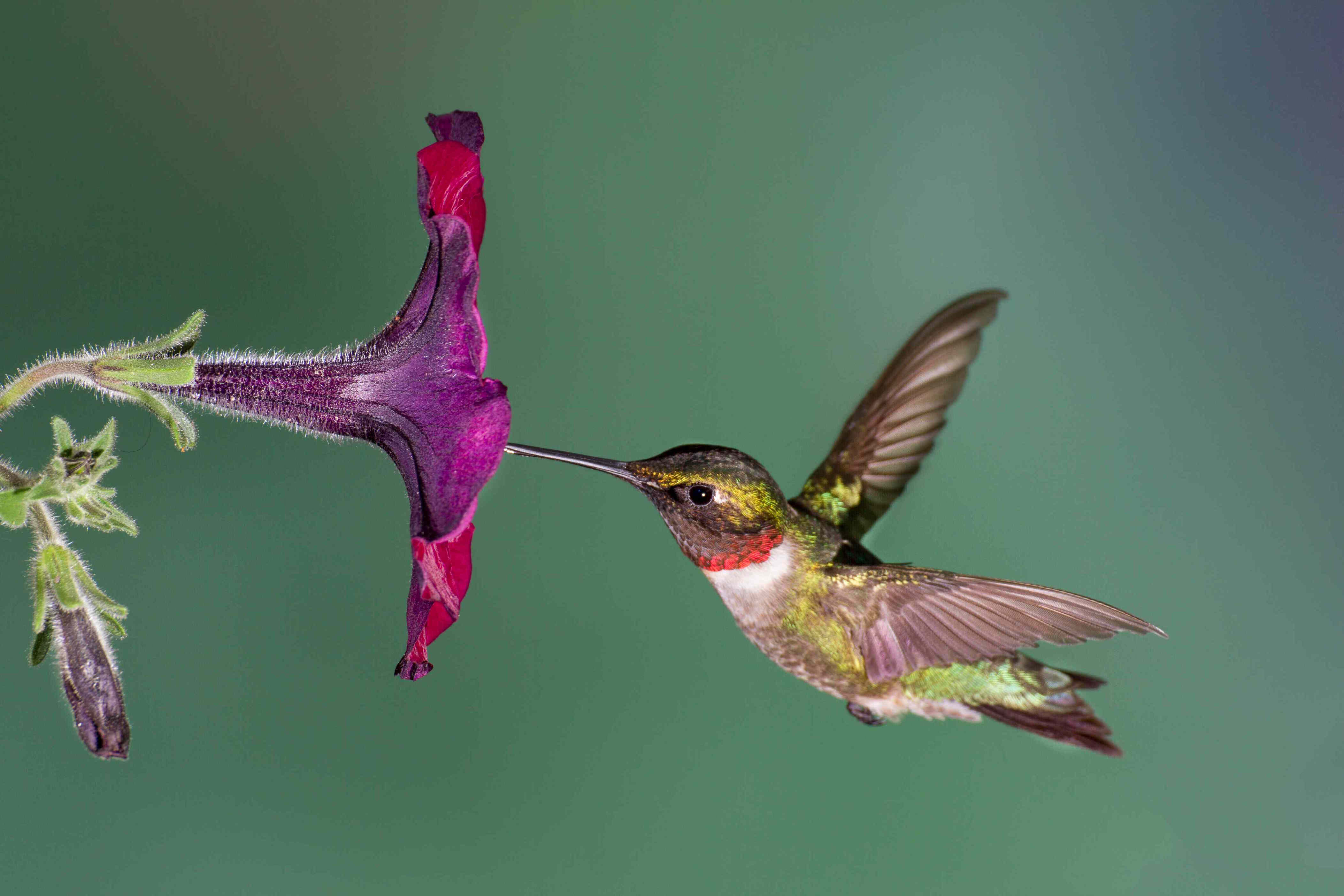 The Fall Hummingbird Migration Has Started—See When They’ll Arrive in ...