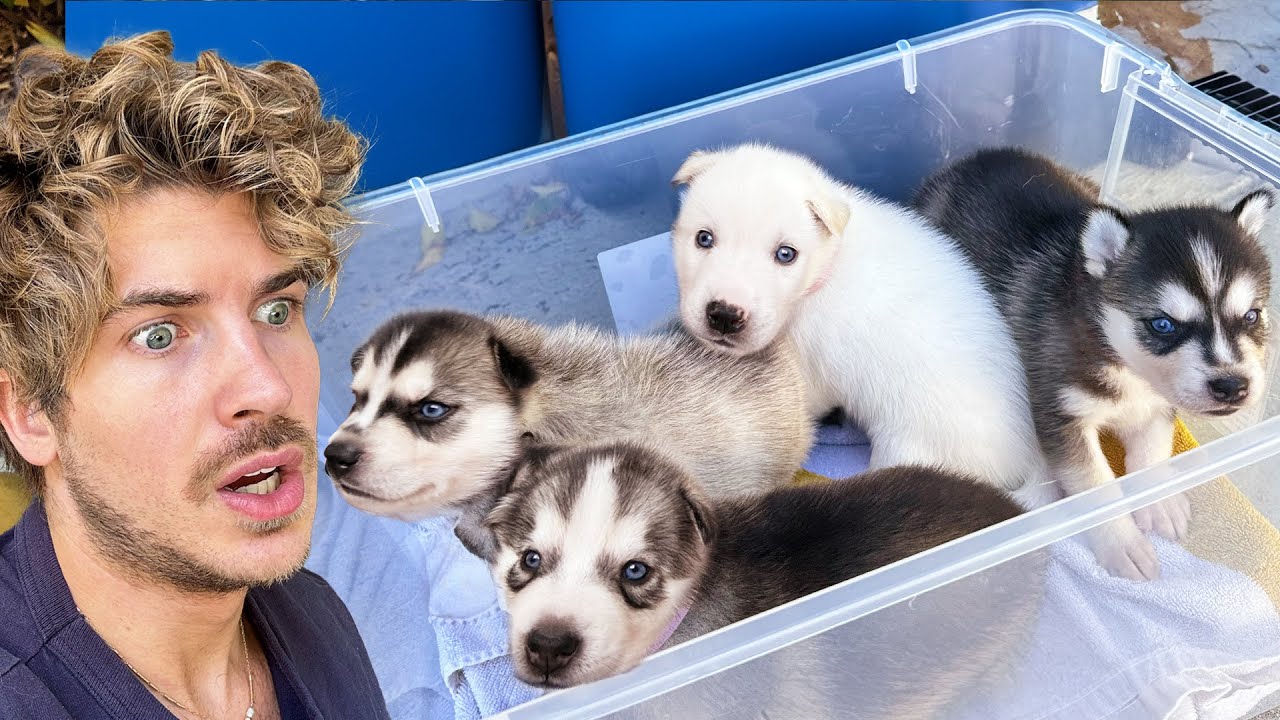 I find abandoned puppies and give them a forever loving home