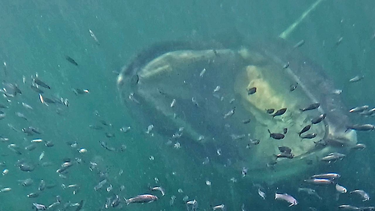 Fin whale captured lunging for fish off coast of Ireland