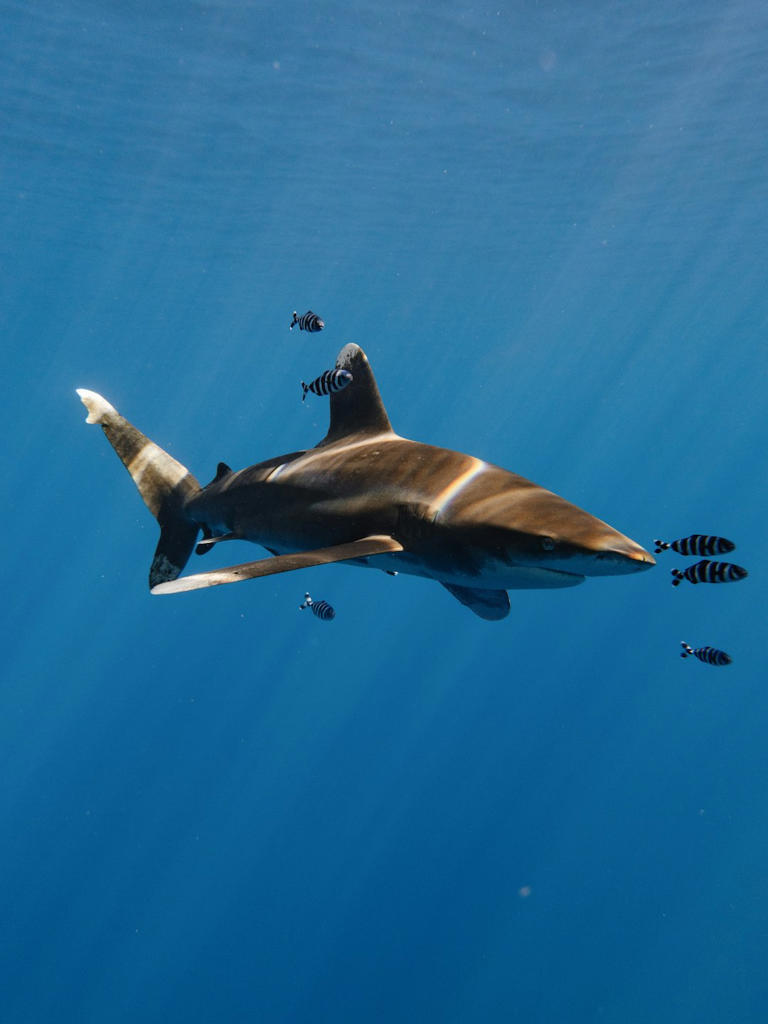 Myths About Sharks That Science Has Already Debunked