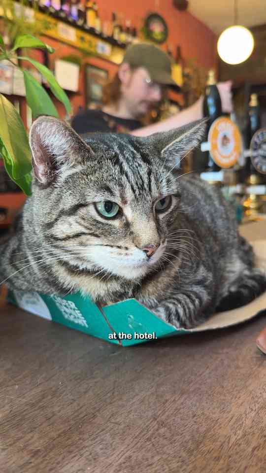 I missed my cats so I found a cat pub