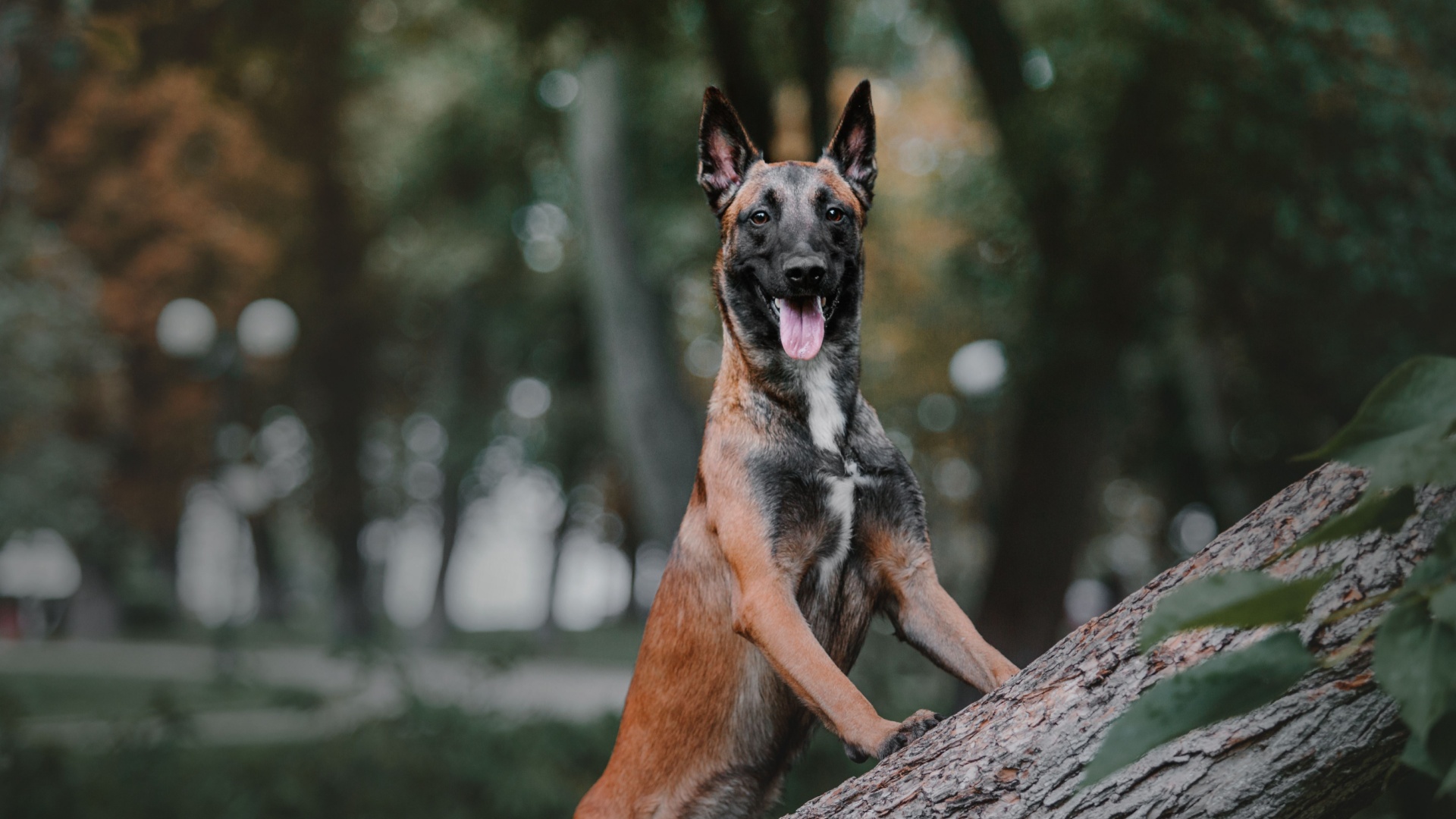 14 Witty Dog Breeds That Might Be Smarter Than You
