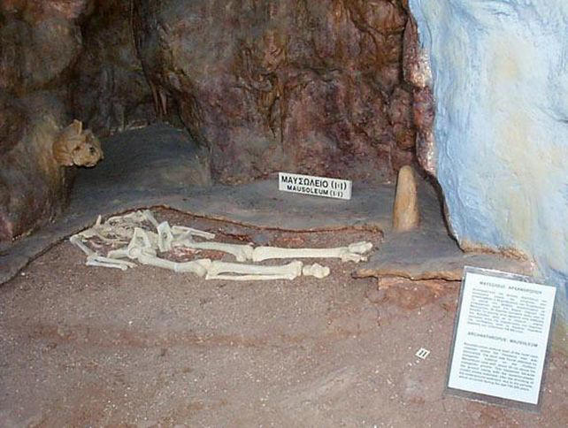 Mysterious Skull Fused to Cave Wall Could Belong to a Rare Human Species