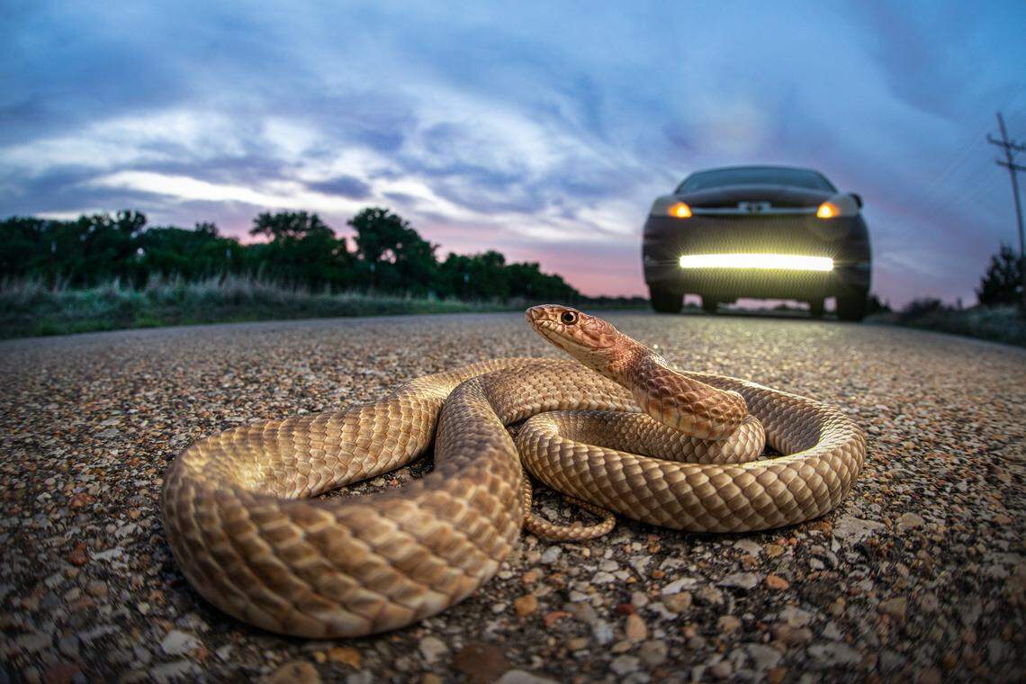 Have you seen these snakes in California? Why you shouldn't kill them
