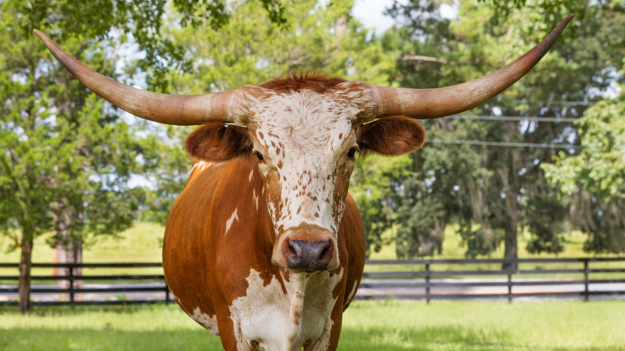 7 Mini Cattle Breeds That Fit Anywhere