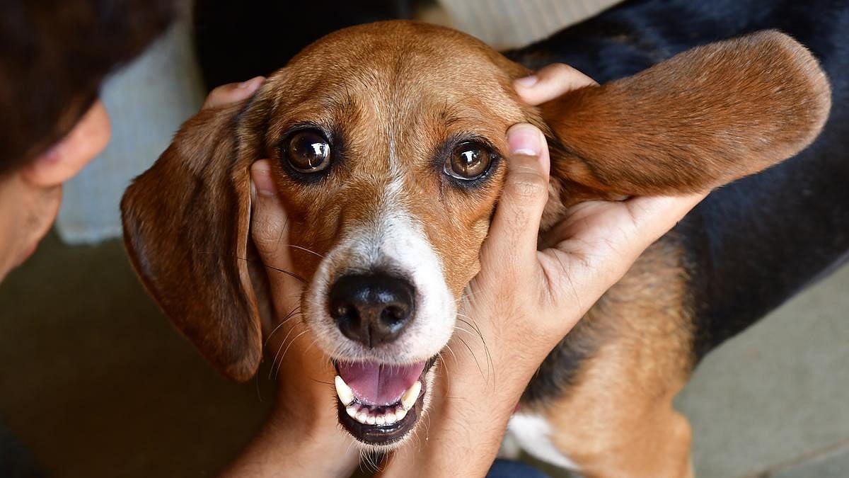 26 starving dogs rescued in Kochi; SPCA to file police complaint ...