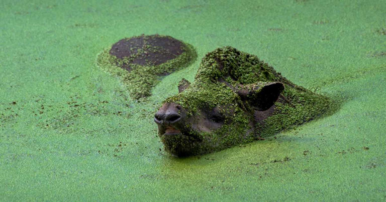 CDC Issues Warning as a Research Accidentally Set off Toxic Algal Bloom ...