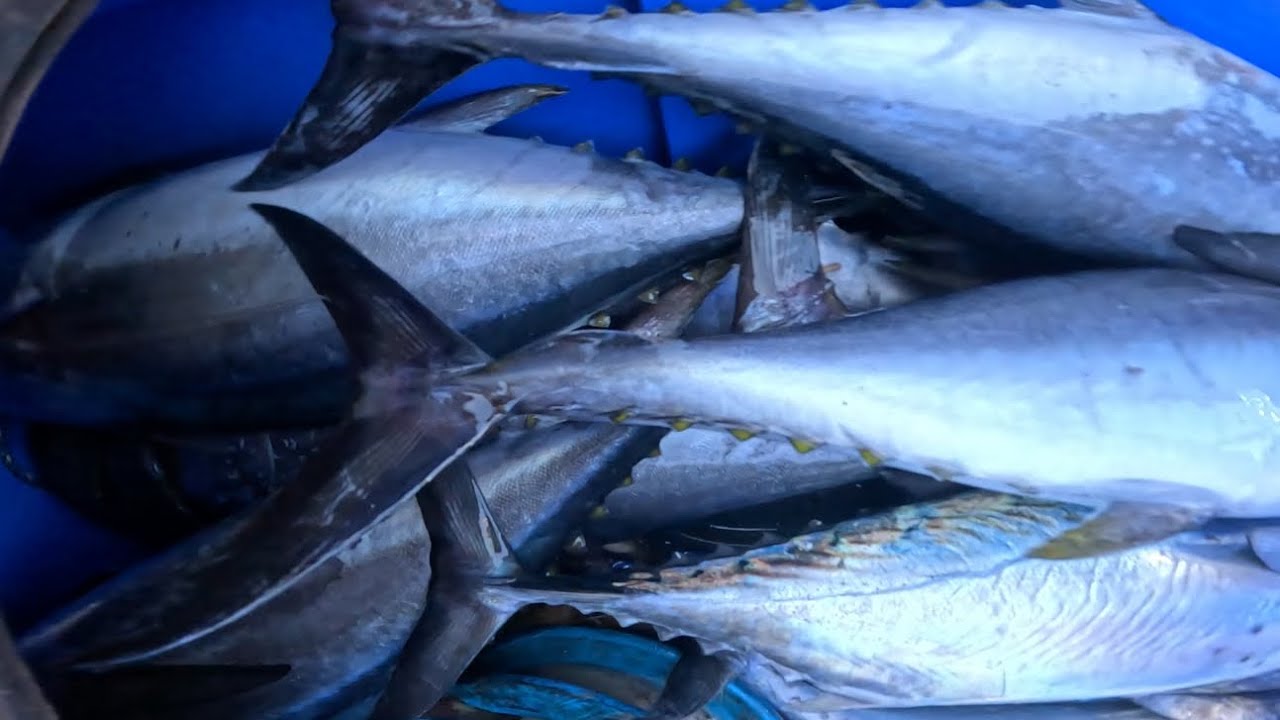 Finally found it! The tuna battles begin again