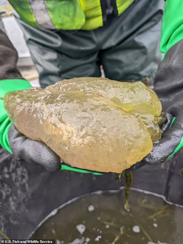 Mysterious 'mutant brains' spotted in America's waterways spark fears ...