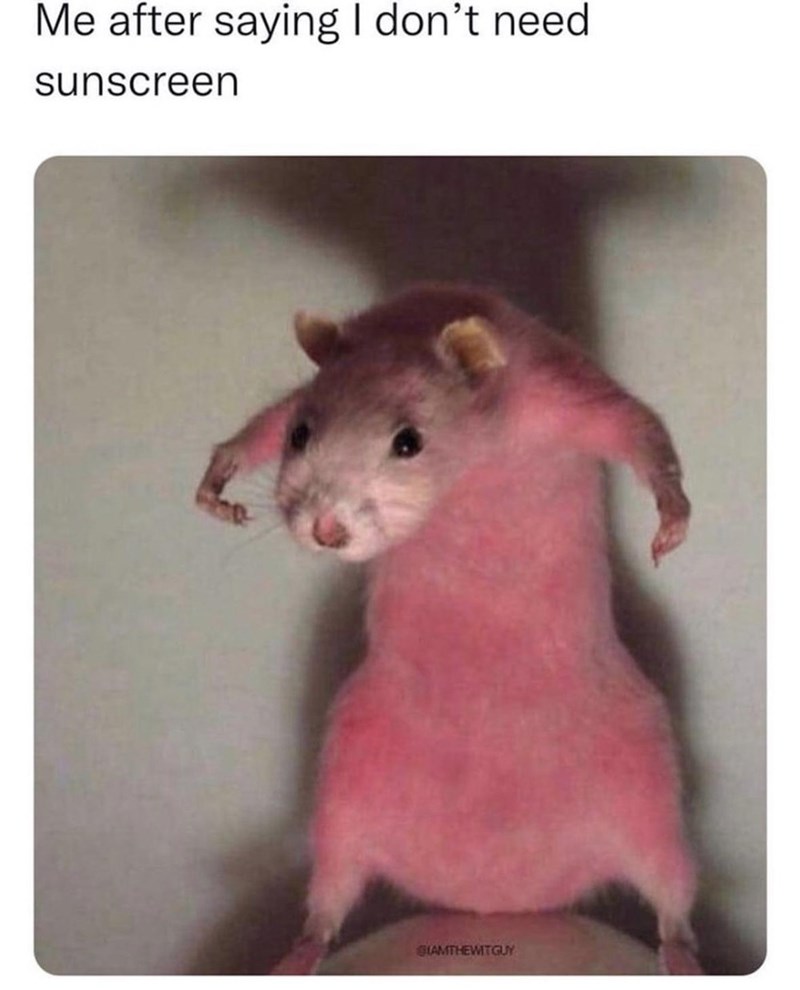 A Smol Selection of 19 Tiny Animal Memes That Are Short in Stature But ...