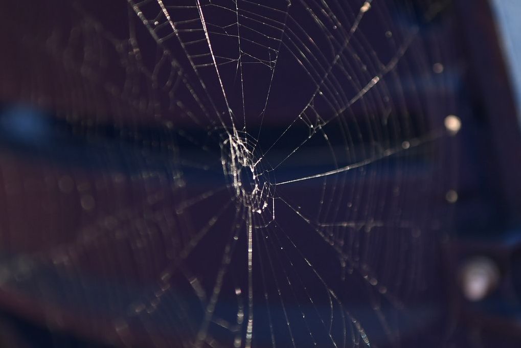 Study shows spiders using fireflies as bait to draw prey