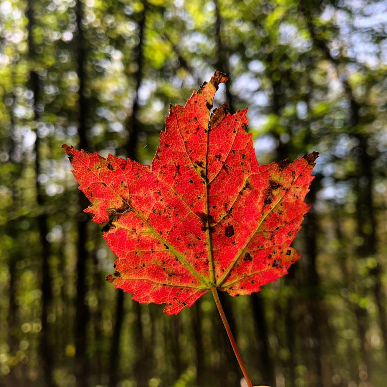 Fast-tracked fall: P.E.I.'s hot, dry summer is leading to an early ...