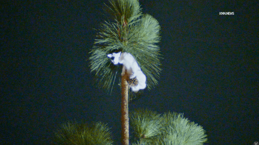 Man gets trapped in tree while trying to rescue cat in L.A. neighborhood